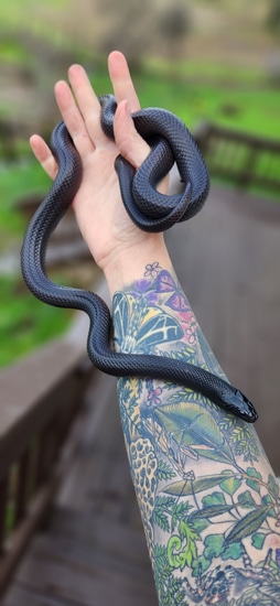 Sub Adult MBK Male Mexican Black Kingsnake by Infrared Reptiles