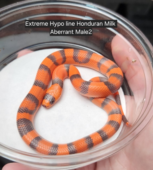 Extreme Line Aberrant Honduran Milk Snake by Infrared Reptiles