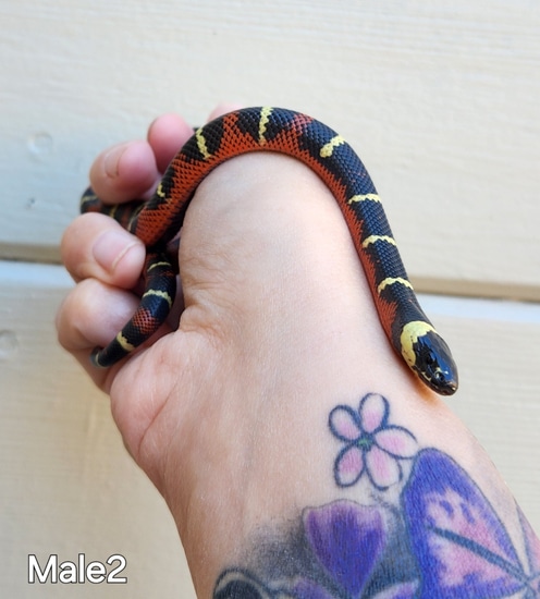 TSK Ash And Ember Black Line Hondo Honduran Milk Snake by Infrared Reptiles