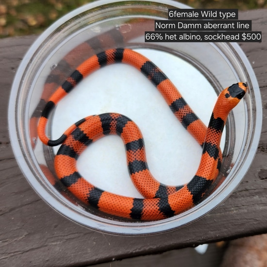Norm Damm Aberrant Line Sockhead Honduran Milk Snake by Infrared Reptiles