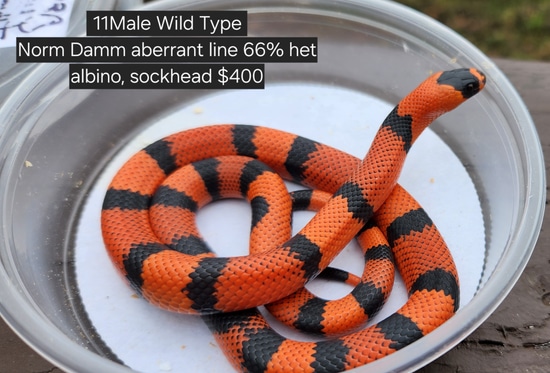 Norm Damm Aberrant Line Sockhead Honduran Milk Snake by Infrared Reptiles