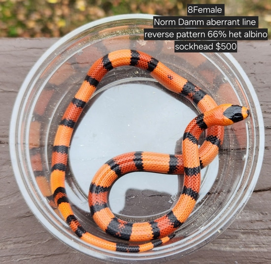 Norm Damm Aberrant Line Reverse Pattern Sockhead Honduran Milk Snake by ...