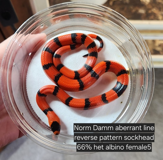 Norm Damm Aberrant Line Reverse Pattern Sockhead Honduran Milk Snake by ...