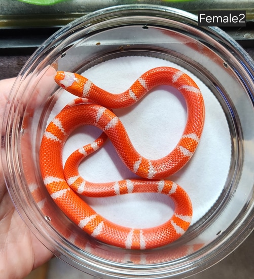 Albino Tangerine Honduran Milk Snake by Infrared Reptiles