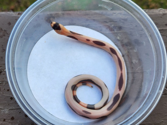 Crazy Line Aberrant Hypo Tricolor - INSANE Aberrant! Honduran Milk ...