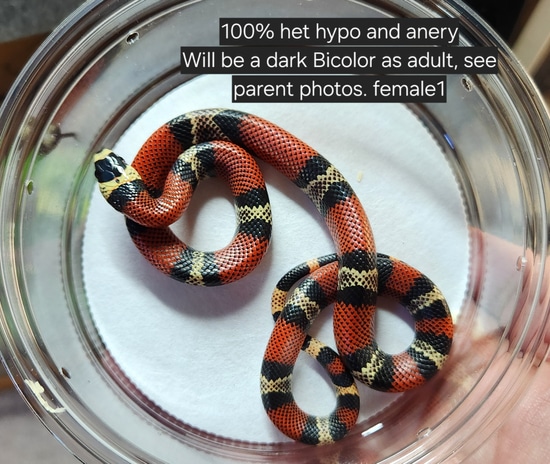 Dark Bicolor - See Honduran Milk Snake by Infrared Reptiles