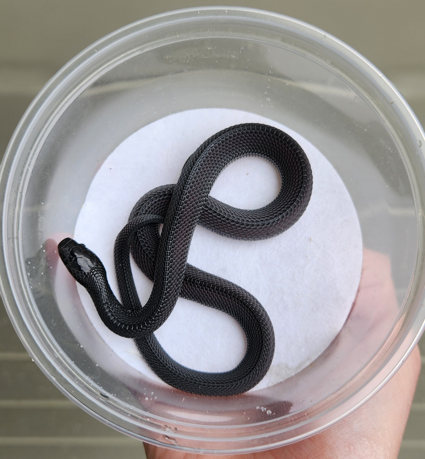 Cb African File Snake
