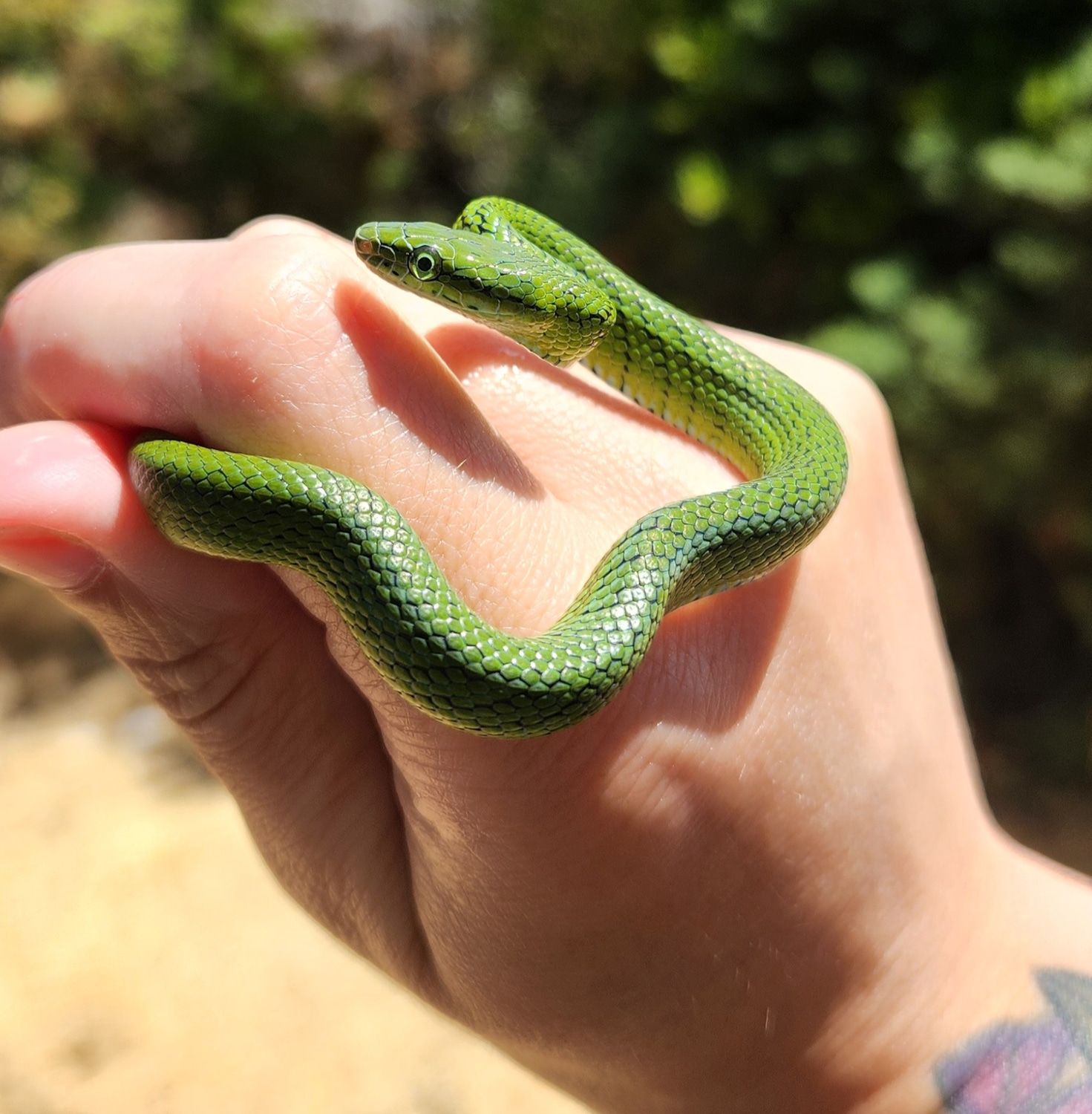 Cbb Gonyosoma prasinum, Green Bush Ratsnake