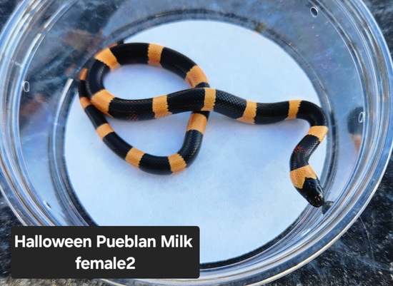 Halloween (Bicolor) Pueblan Pueblan Milk Snake by Infrared Reptiles