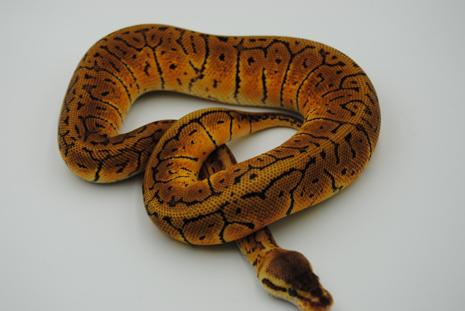 Pastel Pinstripe Orange Dream Yellow Belly Ball Python by Ingenious ...