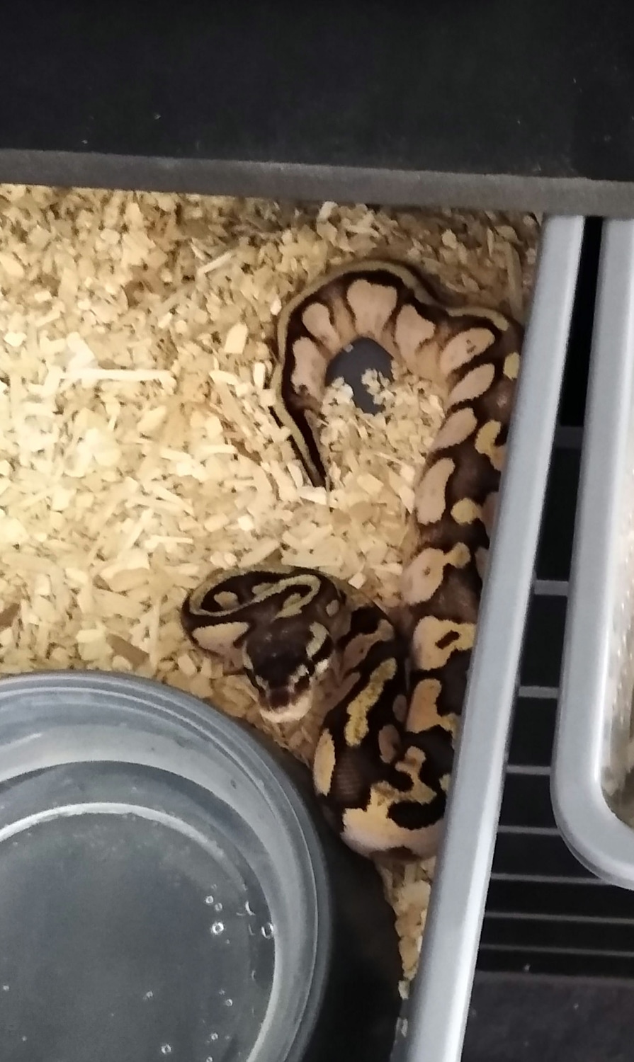 "Bubblegum" Pastel Calico Ball Python by Crawford Reptile Co - MorphMarket