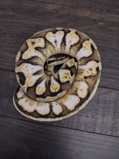"Bubblegum" Pastel Calico Ball Python by Crawford Reptile Co