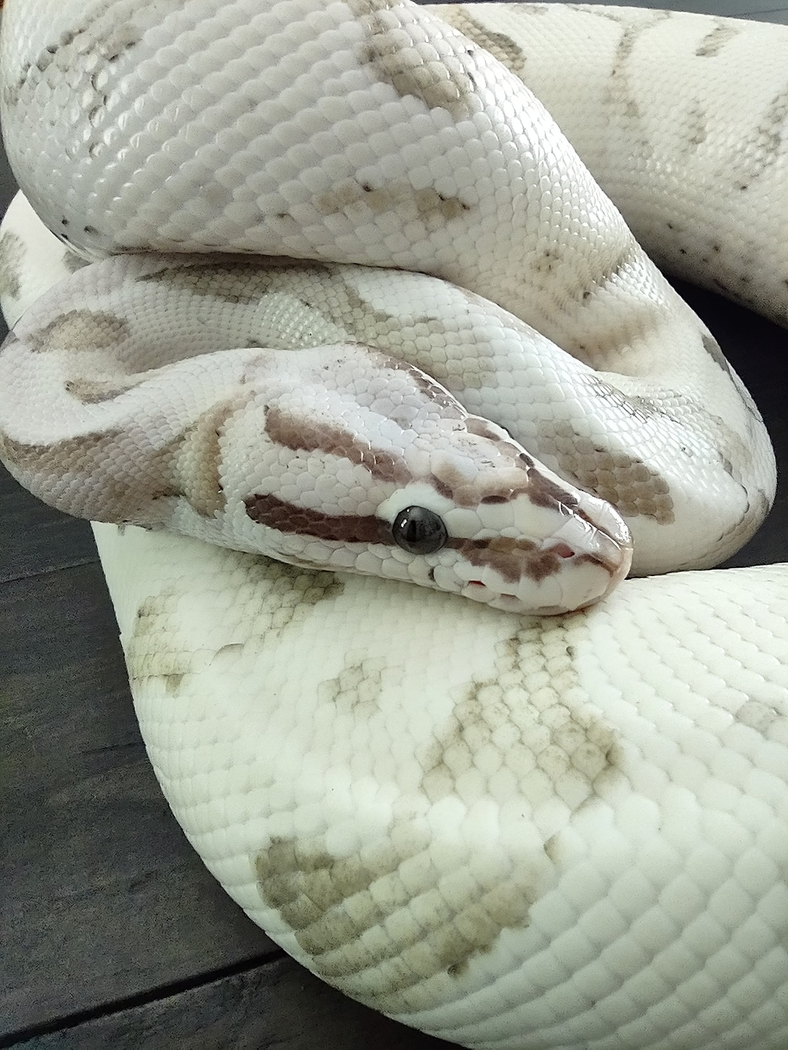 Vanilla Scream Het VPI Axanthic Ball Python by Crawford Reptile Co ...