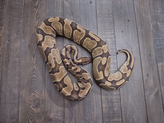 Rtb Enchi Fire Ball Python by Crawford Reptile Co