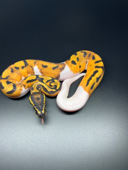 OD GeneX Leopard Pied Ball Python by Smitty's Serpents
