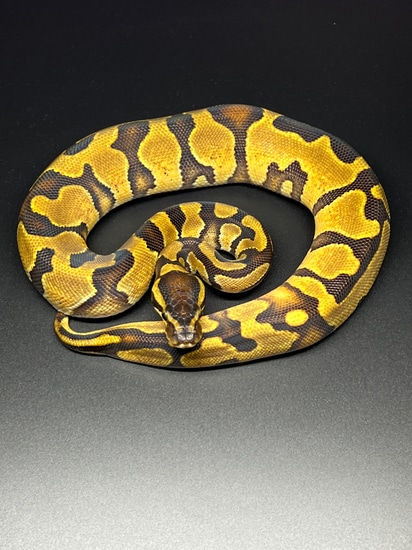 Enchi Het Lavender Albino Het Pied Ball Python by Smitty's Serpents