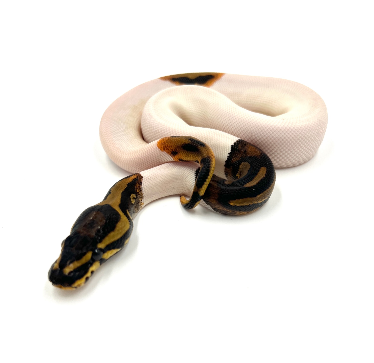 Pied 50% Het Monsoon Pos Leo Ball Python by Smitty's Serpents - MorphMarket