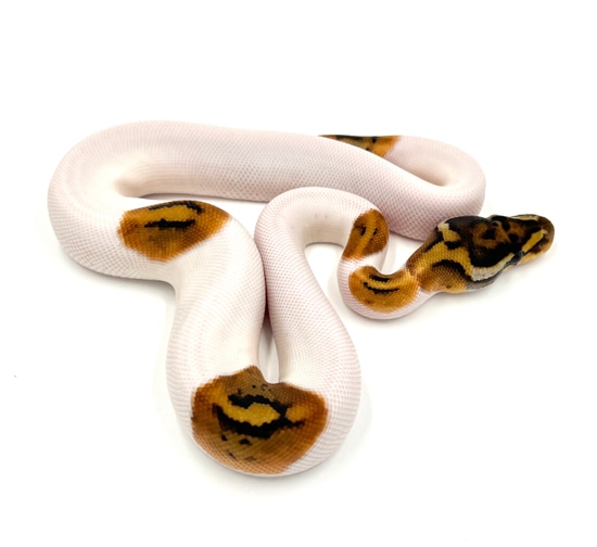 YB Special Pied Pos Leopard 50% Het Monsoon *Great Markers* Ball Python ...