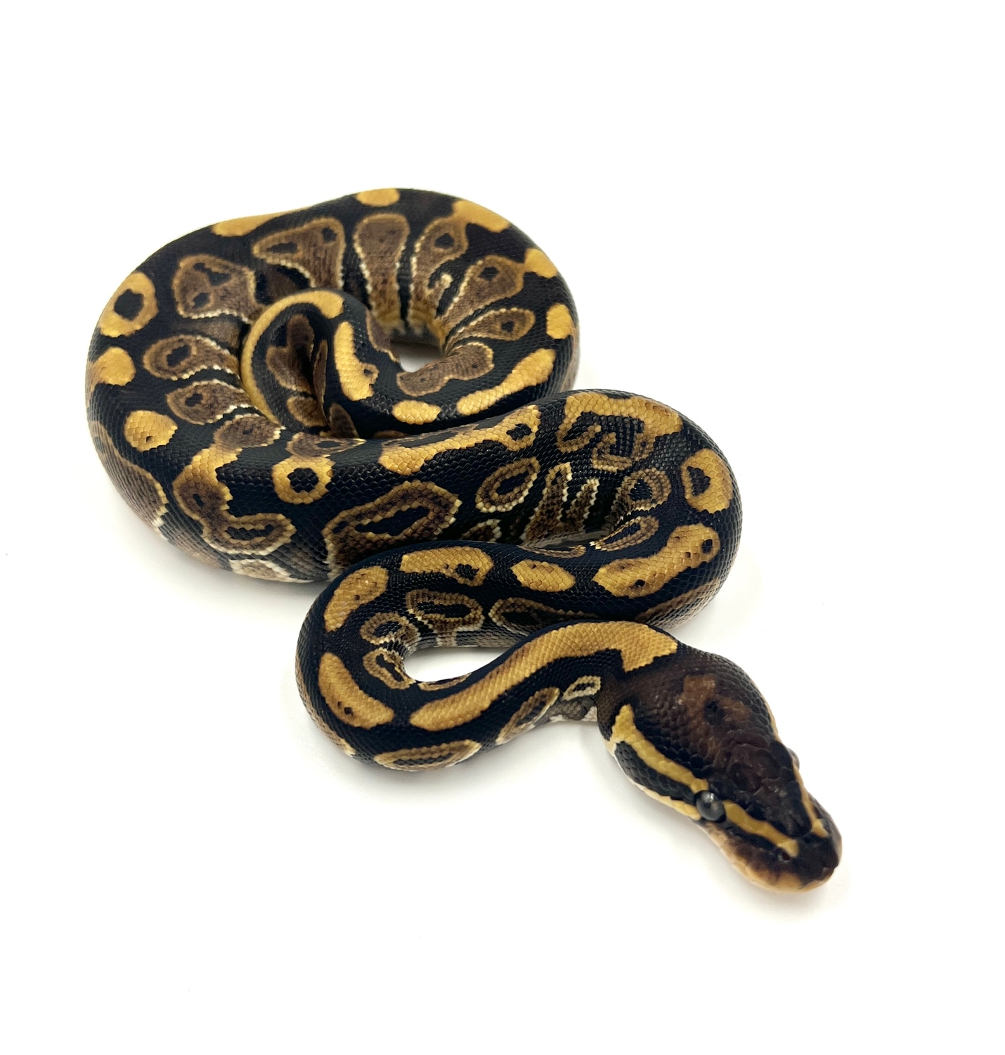 YB Het Pied 50% Het Monsoon *Strong Markers* Ball Python by Smitty's ...