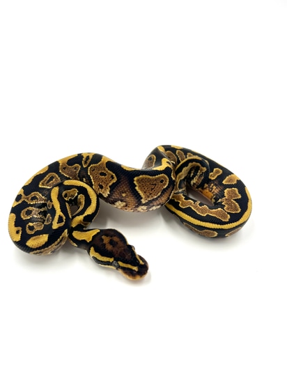 Yellow Belly 100% Het Pied 50% Het Monsoon *Strong Markers* Pos Special ...