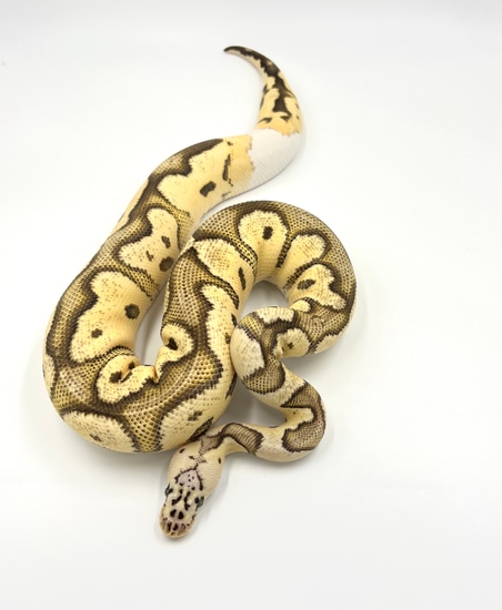 *READY TO BREED* Pastel Fire Blade Clown Ringer Ball Python by Smitty's ...