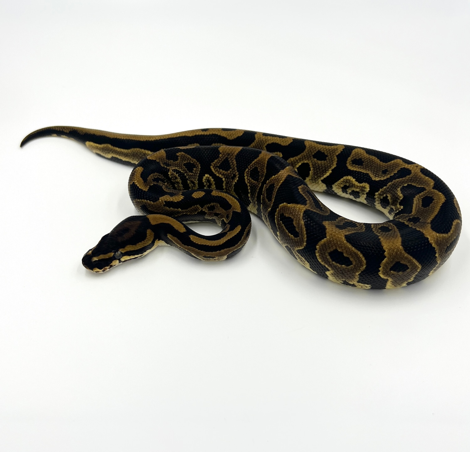 Leopard 100% Het Pied 50% Het Monsoon *STRONG MARKERS Ball Python by ...