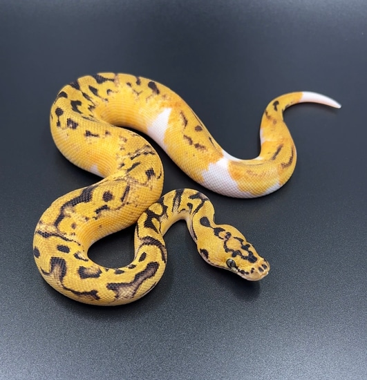Pastel Enchi Clown Pied Ball Python by Smitty's Serpents