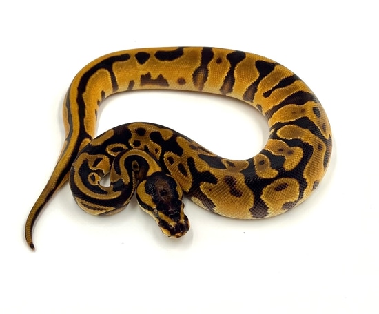 OD Leo Enchi 100% Het Pied 50% Het Monsoon *GREAT MARKERS Ball Python ...