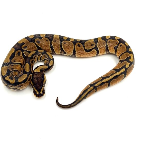 Het Pied Pos Het Monsoon Ball Python by Smitty's Serpents