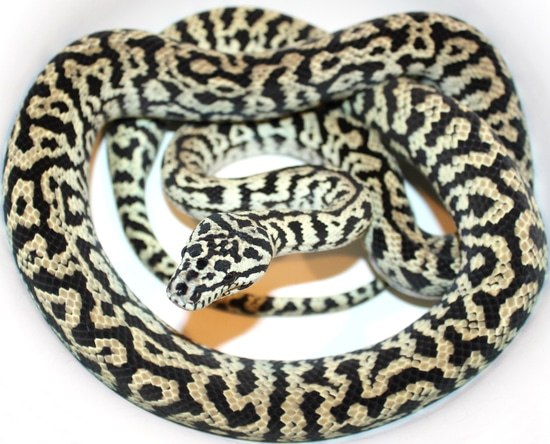 2018 Holdback Female Ivory Zebra Jungle Carpet Jungle Carpet Python by ...