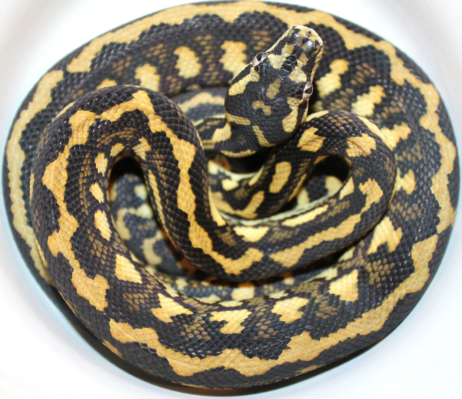 Palmerston Locality Jungle Carpet Python by Inland Reptile - MorphMarket