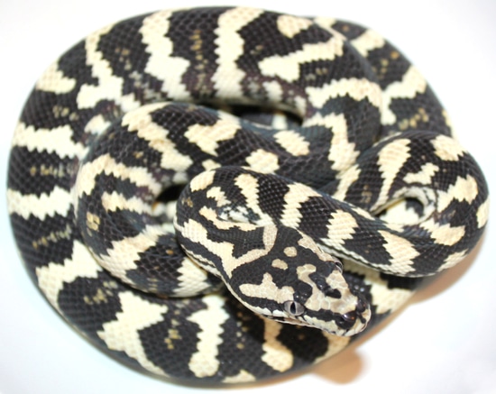 Holdback Ivory Jungle Female Jungle Carpet Python by Inland Reptile