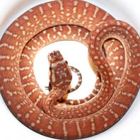 Hypo 100% Het Stonewashed Centralian Carpet Python by Inland Reptile ...