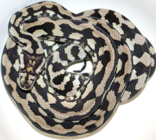 Pure Julatten Locality Jungles Jungle Carpet Python by Inland Reptile