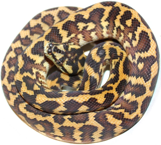 Exceptional Normal Papuan Carpets Irian Jaya Carpet Python by Inland ...