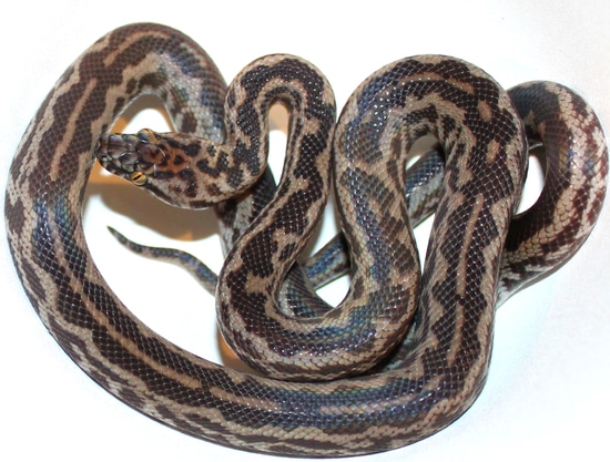Striped Spotted Python by Inland Reptile