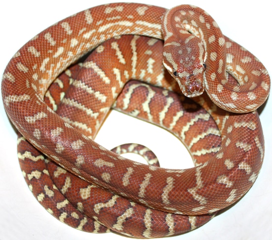 Hypo Het Stonewashed Bredli Female Centralian Carpet Python by Inland ...