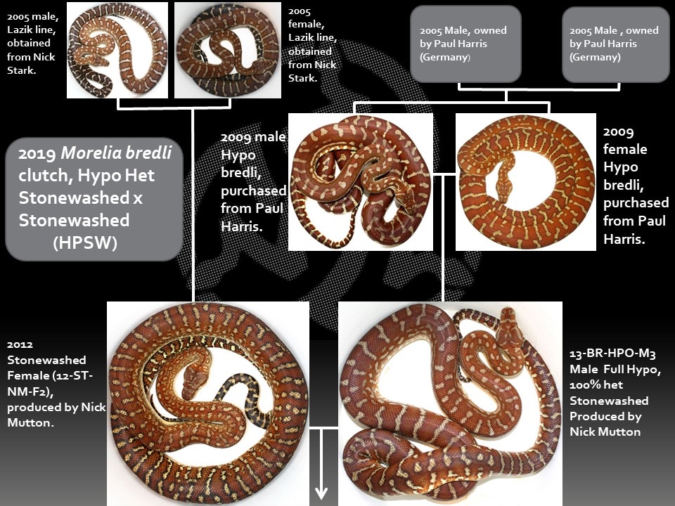 Hypo Het Stonewashed Bredli Female Centralian Carpet Python by Inland ...