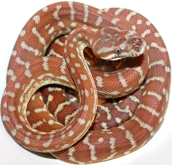 Hypo Het Stonewashed Bredli Male Centralian Carpet Python by Inland Reptile
