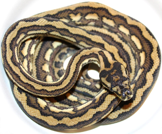 Tiger Coastal Coastal Carpet Python by Inland Reptile