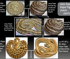 True Hypo Tiger Female Coastal Carpet Python by Inland Reptile ...