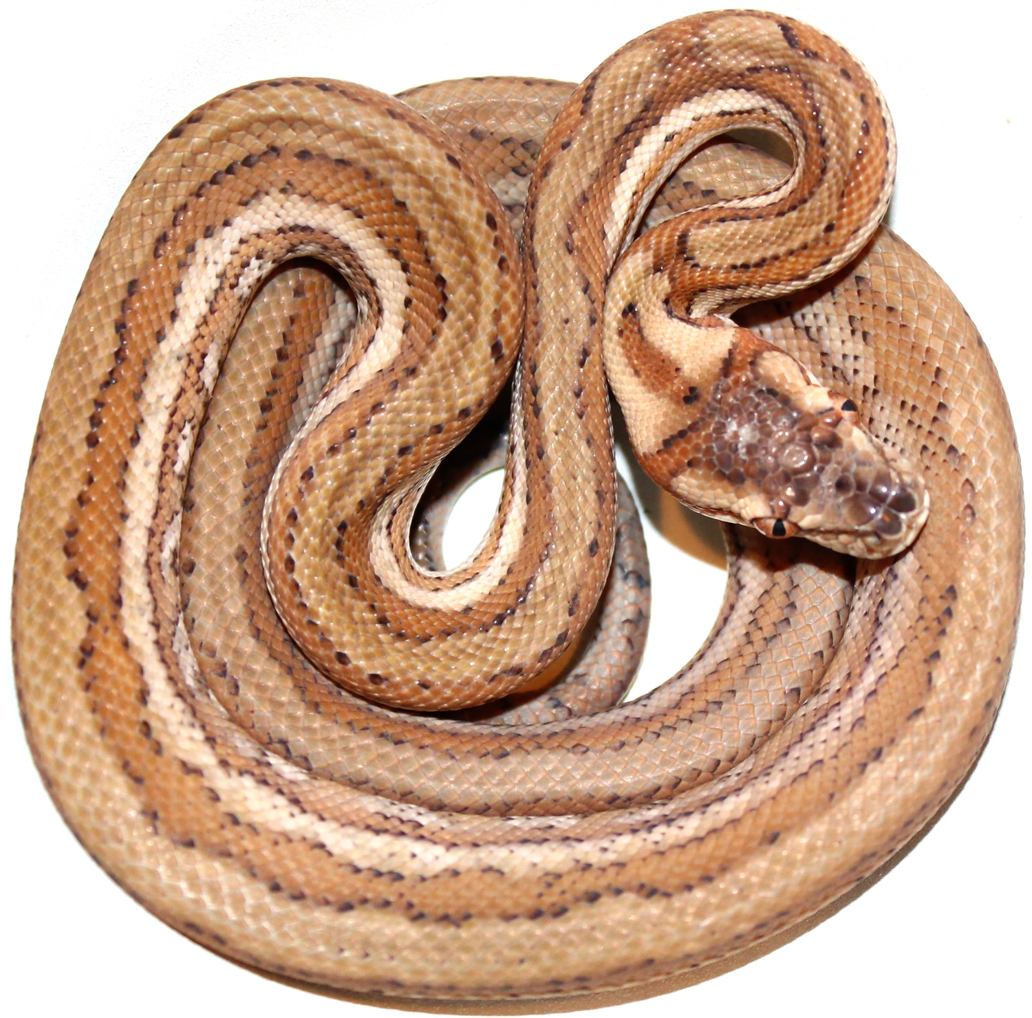 True Hypo Tiger Female Coastal Carpet Python by Inland Reptile ...