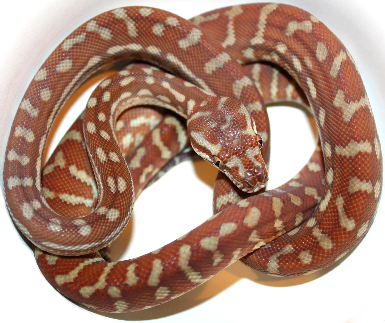 Hypo 66% Het Striped Bredli Female Centralian Carpet Python by Inland ...