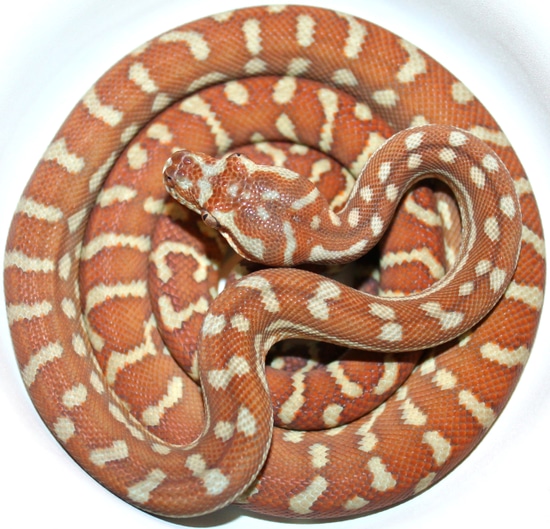 Hypo 66% Het Striped Bredli Male Centralian Carpet Python by Inland Reptile