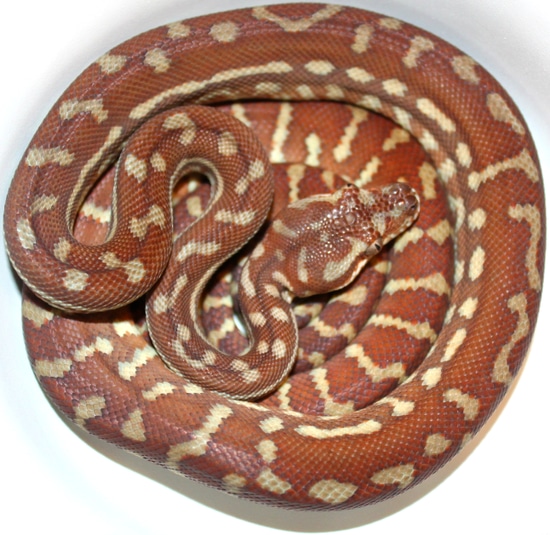 Hypo 66% Het Striped Bredli Male Centralian Carpet Python by Inland Reptile