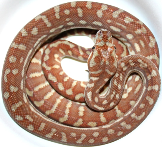 Hypo 66% Het Striped Bredli Male Centralian Carpet Python by Inland Reptile