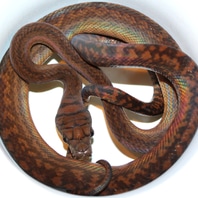 Captive Bred Wamena Scrub Python by Inland Reptile - MorphMarket