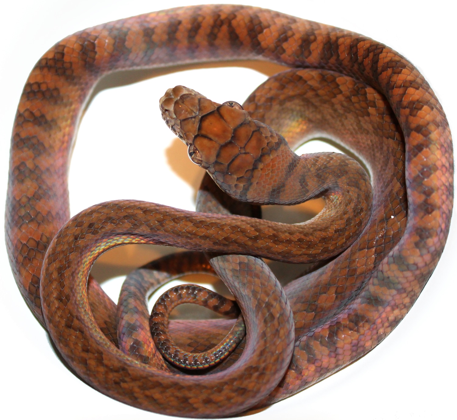 Captive Bred Wamena Scrub Python by Inland Reptile - MorphMarket