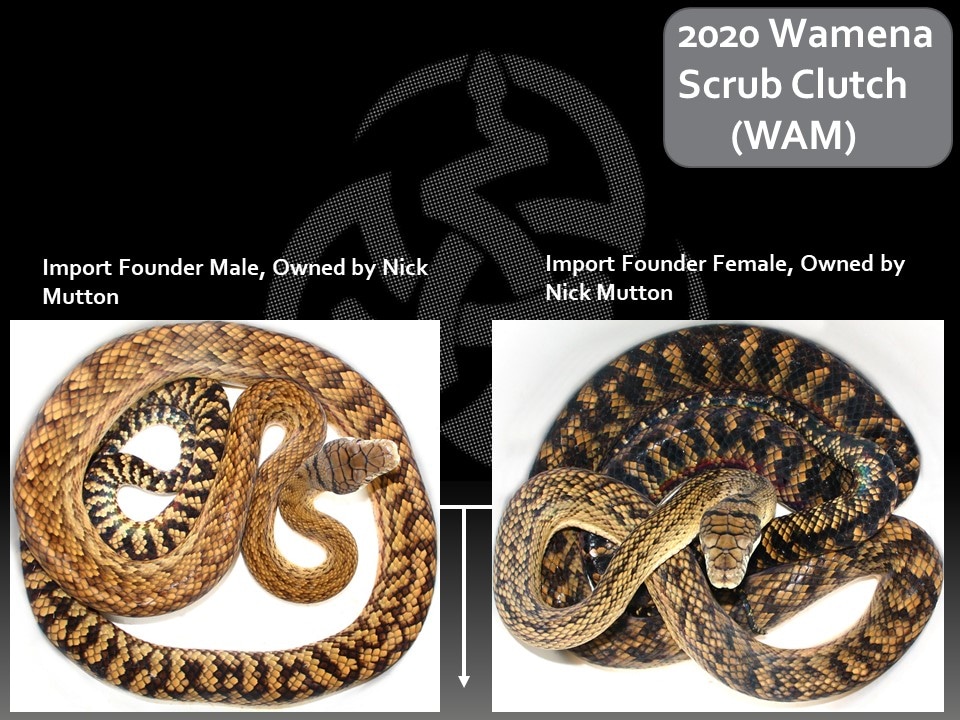 Captive Bred Wamena Scrub Python by Inland Reptile - MorphMarket