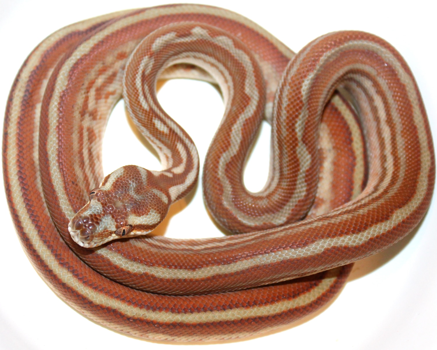 Hypo Genetic Striped Bredli Female Centralian Carpet Python by Inland ...